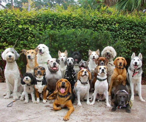 20 groupes de chiens semblant poser pour une photo de classe