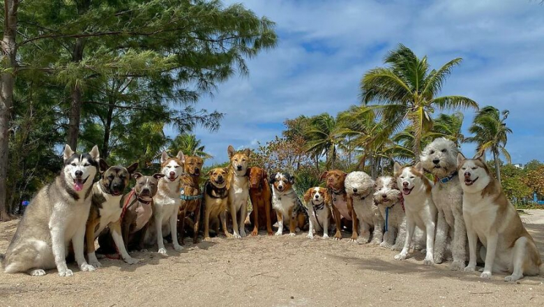 20 groupes de chiens semblant poser pour une photo de classe