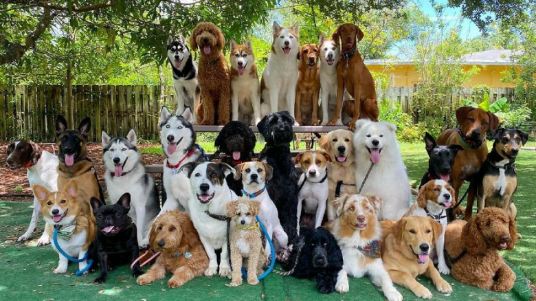 20 groupes de chiens semblant poser pour une photo de classe