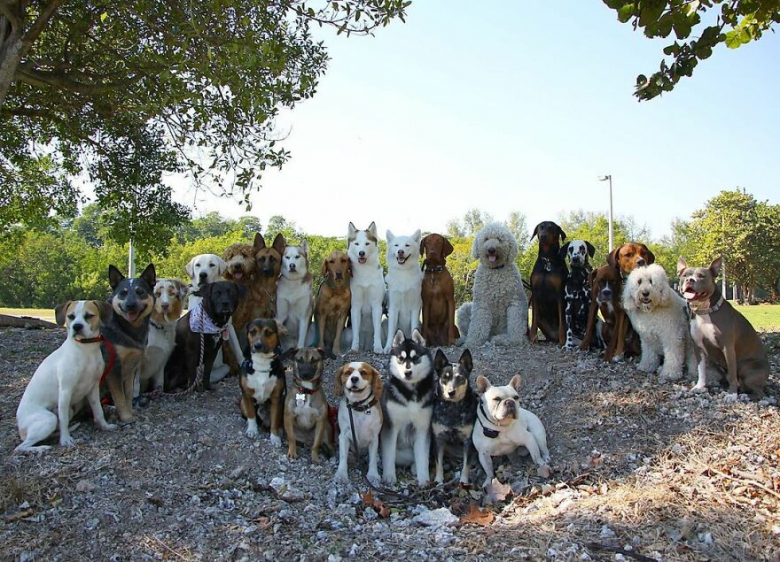 20 groupes de chiens semblant poser pour une photo de classe