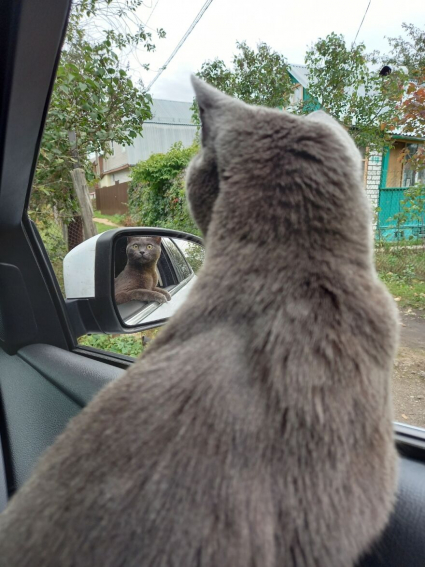 13 photos d'une chatte qui mène une vie d'aventurière et respire la ...