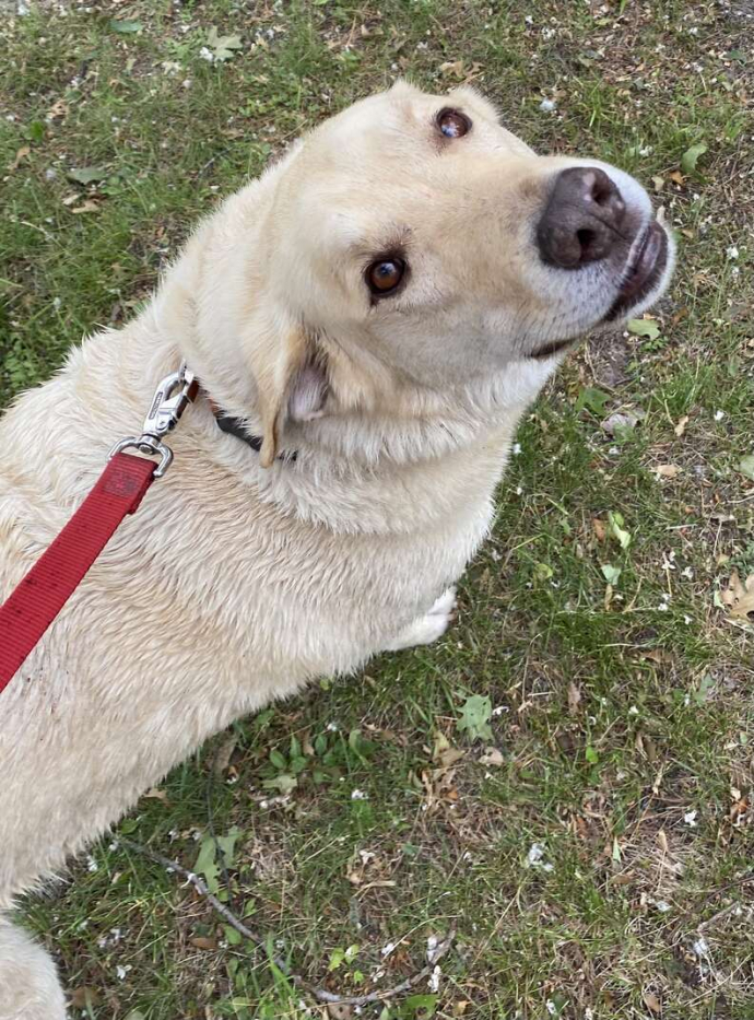 Vidéo : le rituel quotidien de ce Golden Retriever est aussi amusant qu ...