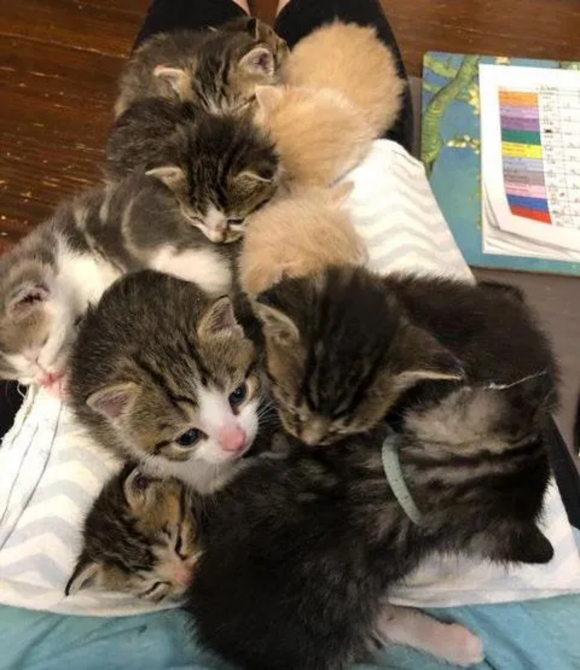 Secourue par une association, une chatte errante élève 2 portées de ...