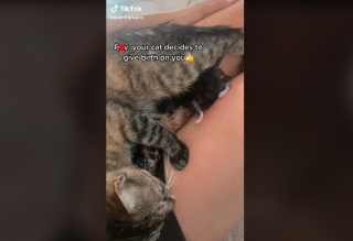Ellen Fransenn et son lien unique avec Asrael, la chatte qui lui fait vivre un moment ...