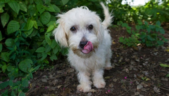 10 faits remarquables sur la queue du chien que vous connaissiez ...