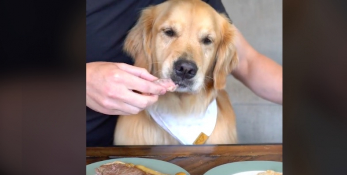Cette Golden Retriever fait preuve d’un self-control remarquable face à ...