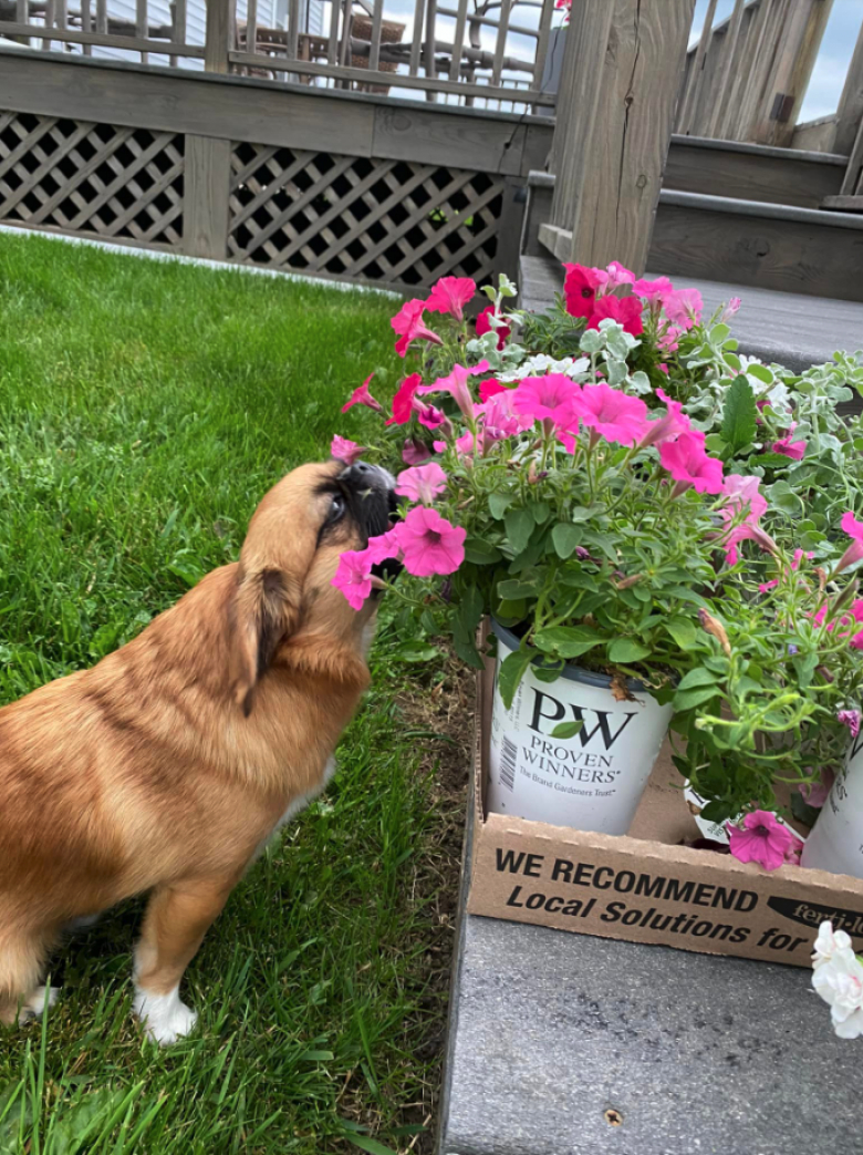 Ce petit chien aime tant l’odeur des fleurs qu’il s’arrête pour ...