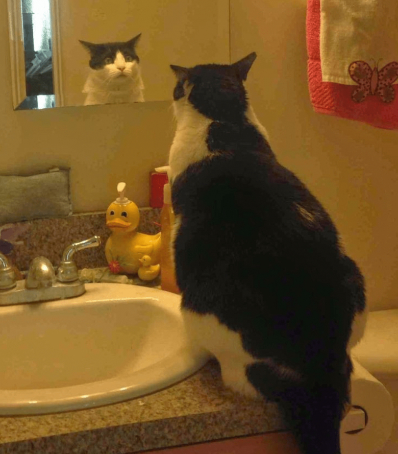 18 photos de chiens et de chats dont l'attitude loufoque a valu un fou ...