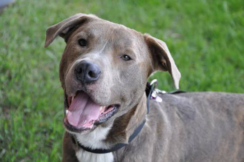 Une famille fête son 100e chien sauvé après l'avoir extirpé d'un ...