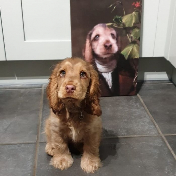 15 photos de Winnie, le Cocker avec les yeux aussi beaux qu'un ...