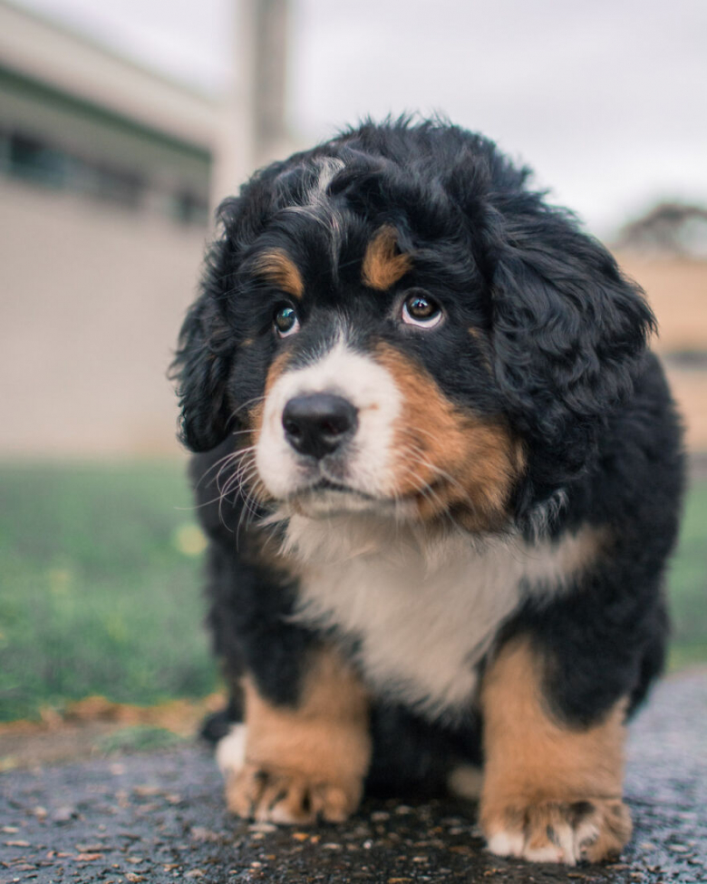 20 superbes photos qui suivent la croissance spectaculaire d'un chiot ...