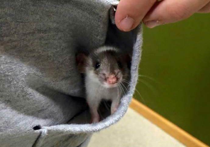 20 photos de rats révélant leur côté attachant et leurs talents ...
