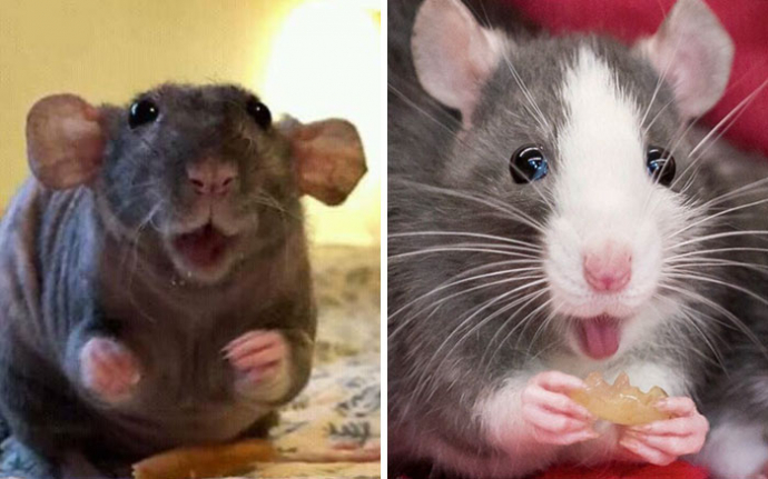 20 photos de rats révélant leur côté attachant et leurs talents ...