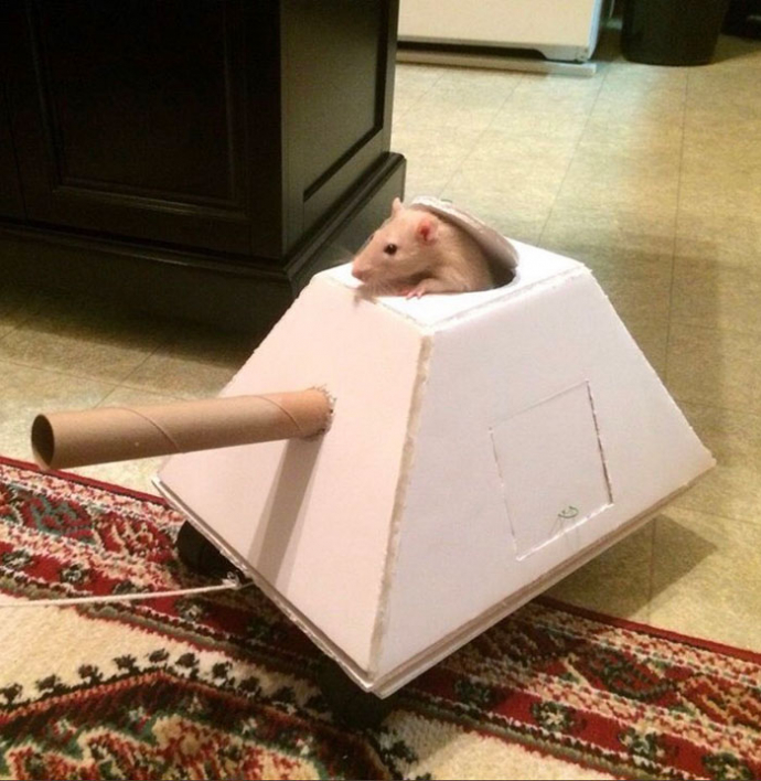 20 photos de rats révélant leur côté attachant et leurs talents ...