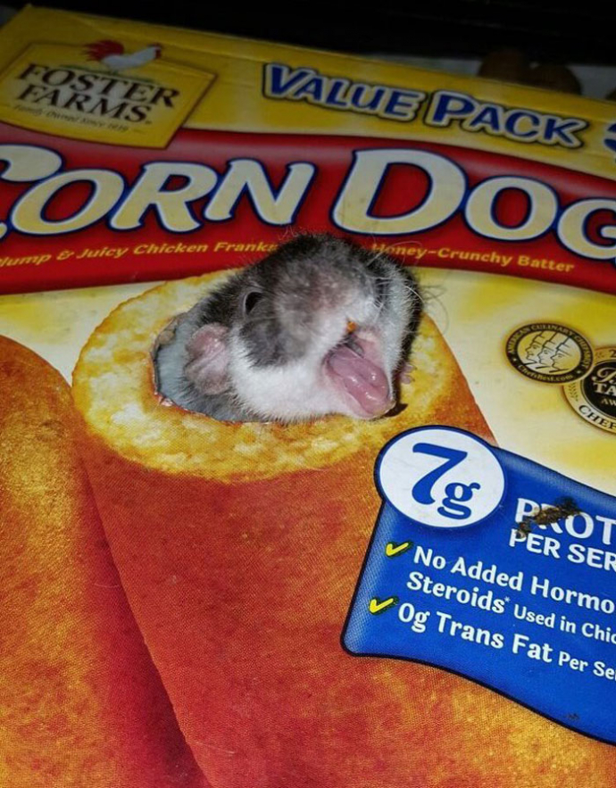 20 photos de rats révélant leur côté attachant et leurs talents ...