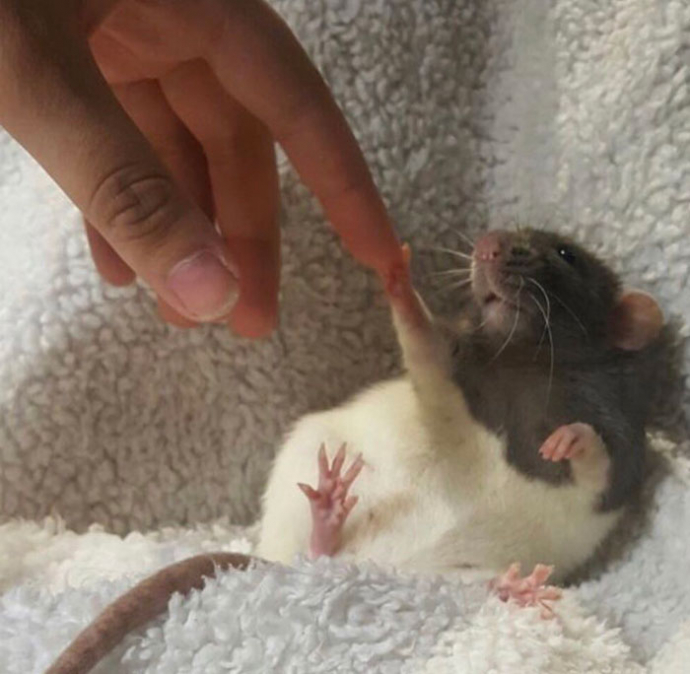 20 photos de rats révélant leur côté attachant et leurs talents ...