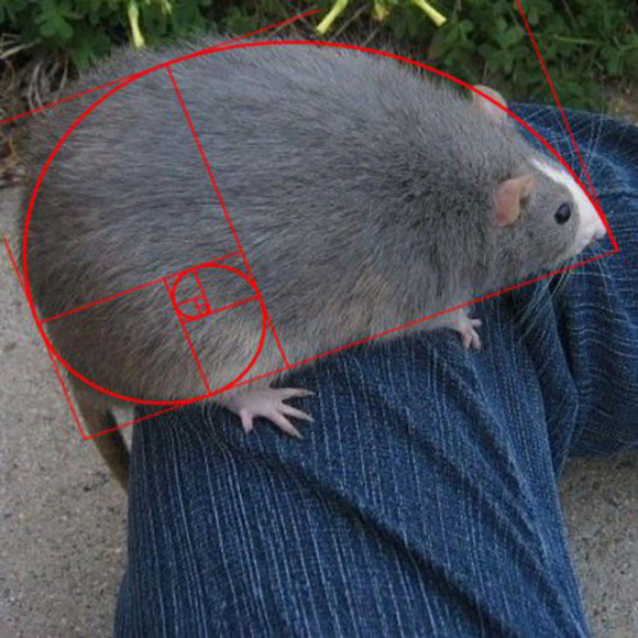 20 photos de rats révélant leur côté attachant et leurs talents ...