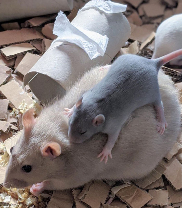 20 photos de rats révélant leur côté attachant et leurs talents ...