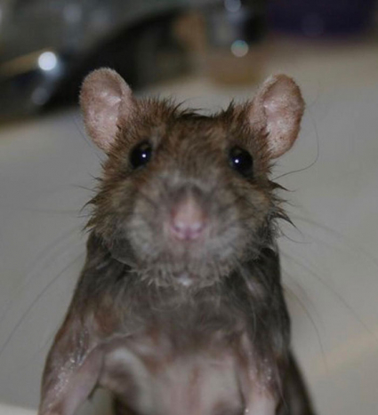 20 photos de rats révélant leur côté attachant et leurs talents ...