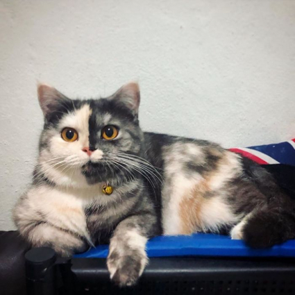 15 photos de Cat, chatte chimère à la beauté atypique et aux multiples ...