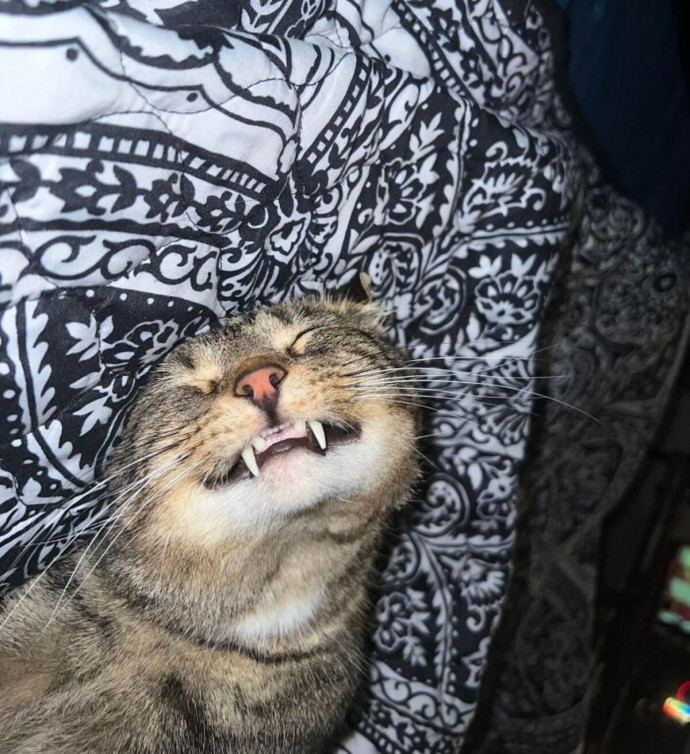20 photos de chats dévoilant leur côté comique à travers des grimaces