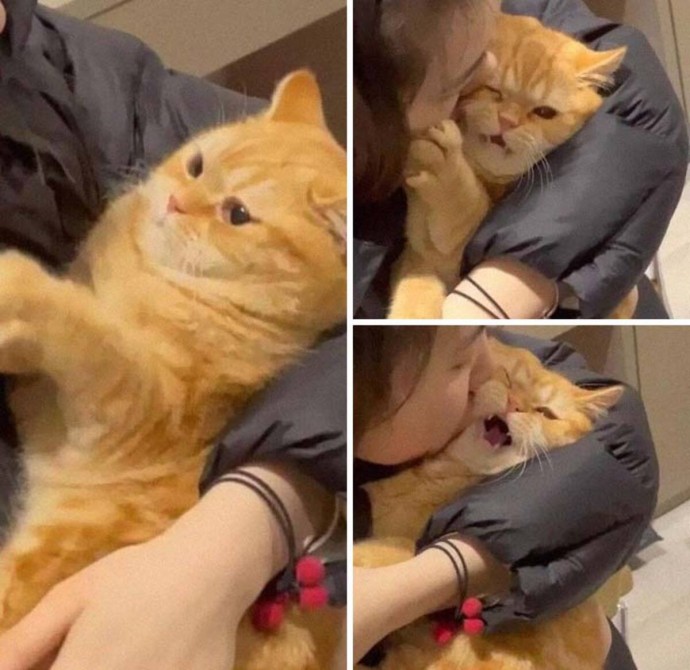 20 photos de chats dévoilant leur côté comique à travers des grimaces