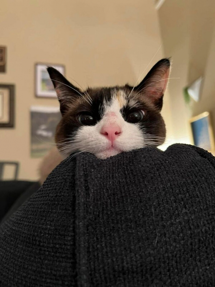 20 photos de chats dévoilant leur côté comique à travers des grimaces