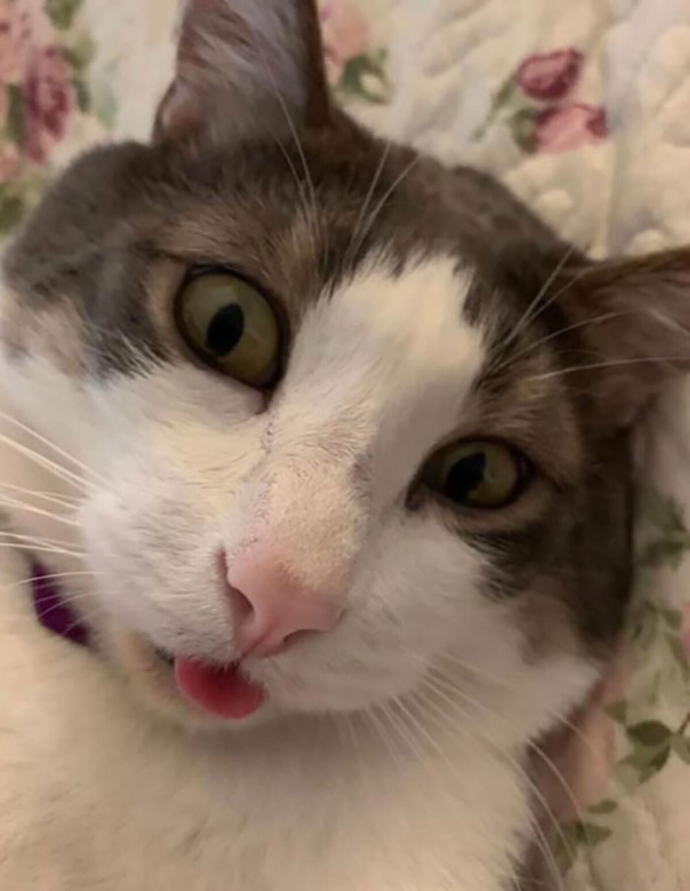 20 photos de chats dévoilant leur côté comique à travers des grimaces