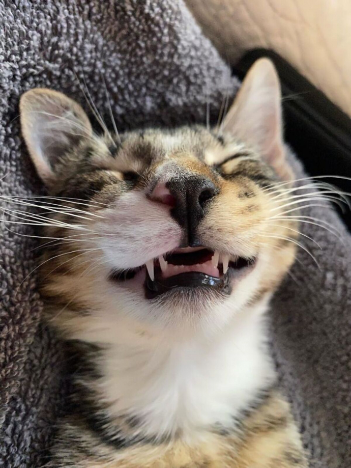 20 photos de chats dévoilant leur côté comique à travers des grimaces