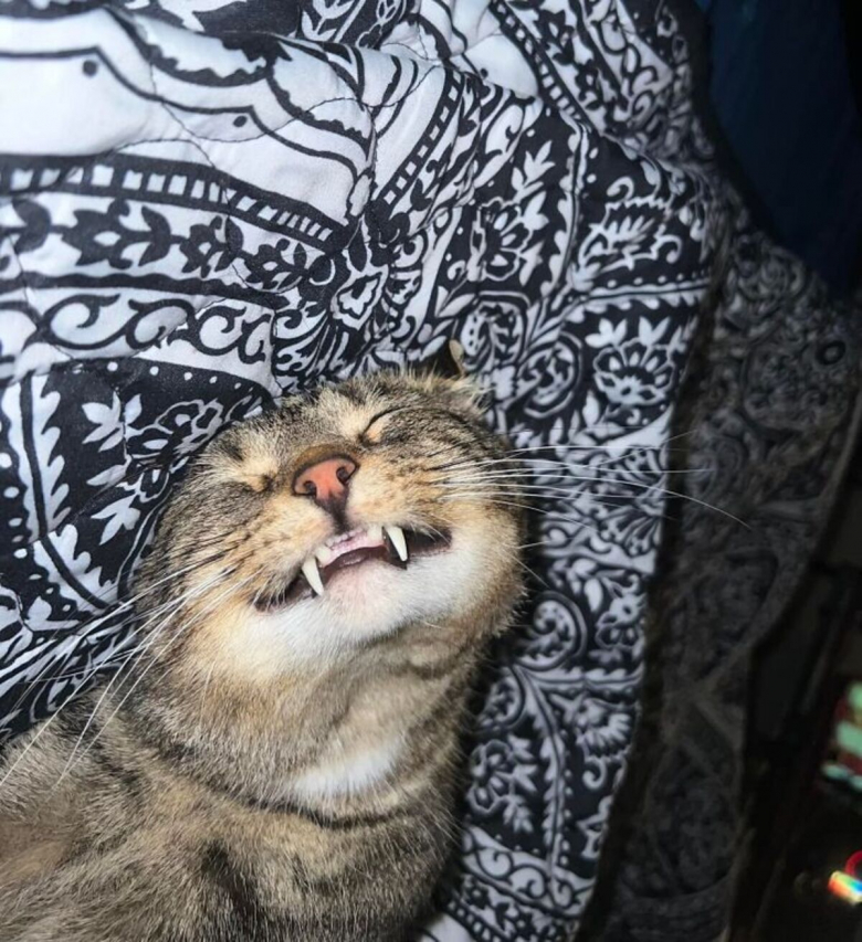 20 photos de chats dévoilant leur côté comique à travers des grimaces