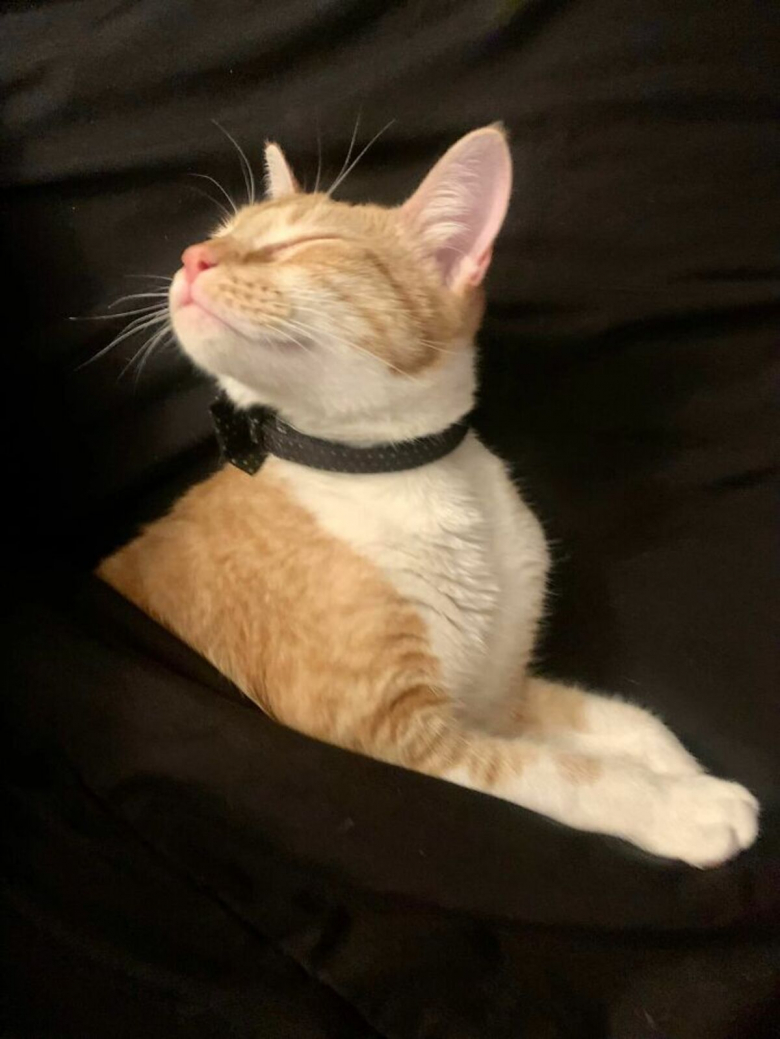 20 photos de chats dévoilant leur côté comique à travers des grimaces