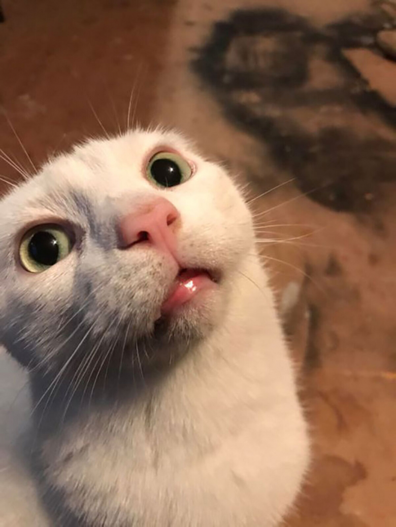 20 photos de chats dévoilant leur côté comique à travers des grimaces