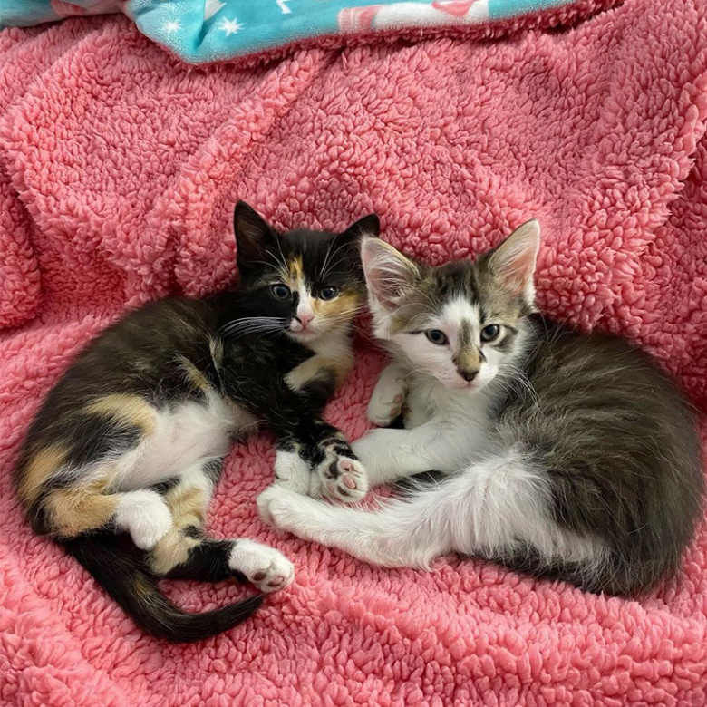 Deux chatons inséparables en font voir de toutes les couleurs à leur ...