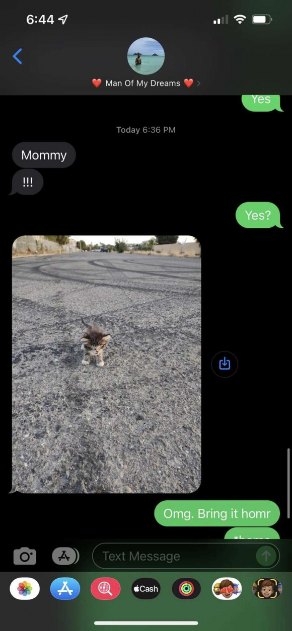 Calliope, le petit félin orphelin qui a fait fondre le cœur d’un ...