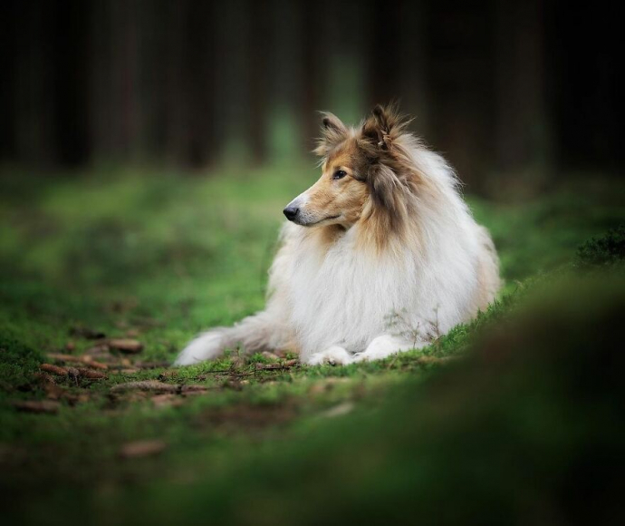 20 portraits de chiens photogéniques à souhait et réalisés dans de ...