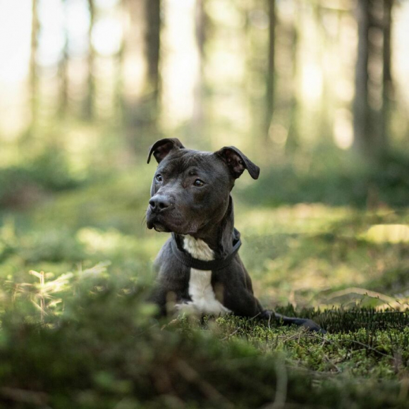20 portraits de chiens photogéniques à souhait et réalisés dans de ...