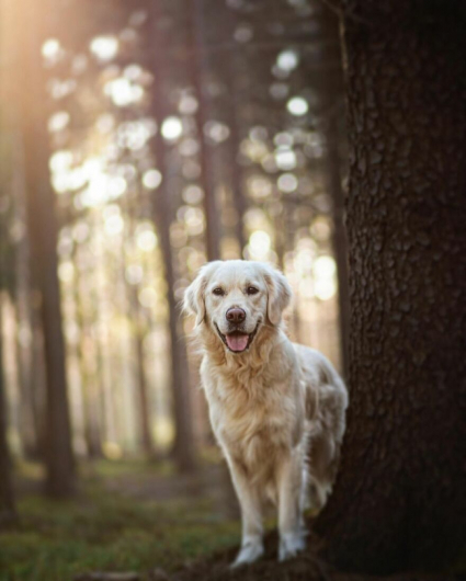 20 portraits de chiens photogéniques à souhait et réalisés dans de ...