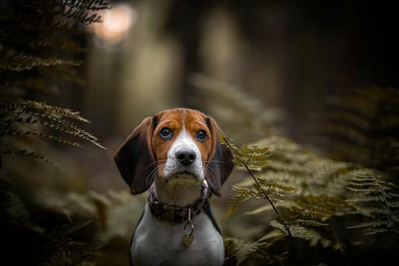 20 portraits de chiens photogéniques à souhait et réalisés dans de ...