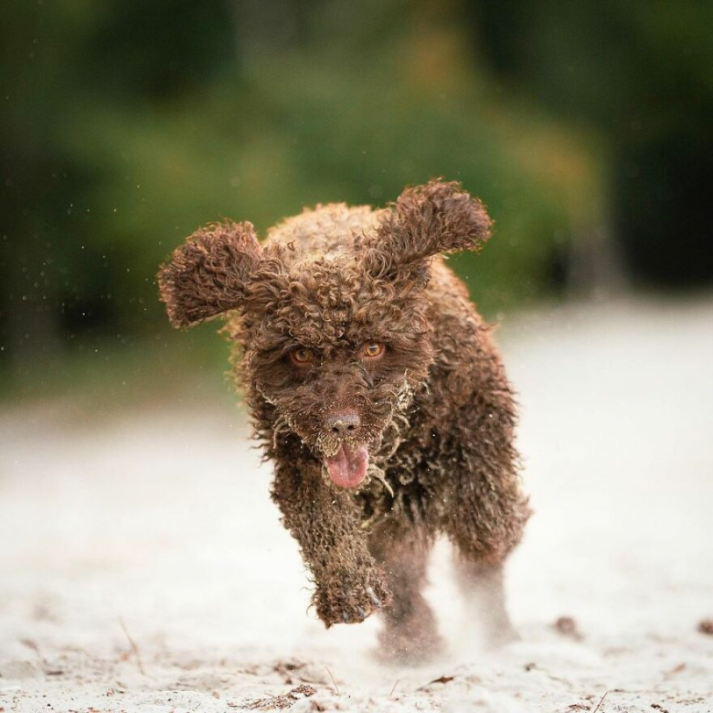 20 portraits de chiens photogéniques à souhait et réalisés dans de ...