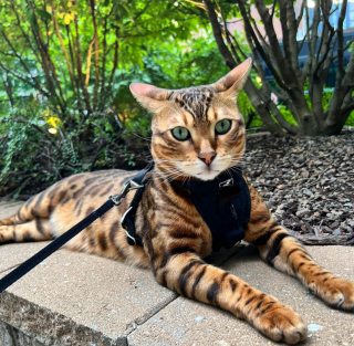 Ce chat Bengal est très amical avec les chiens, même les plus grands ...