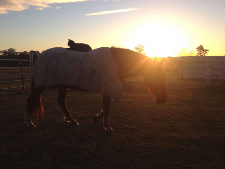 16 photos racontant la belle histoire d'un chat et d'un cheval ...