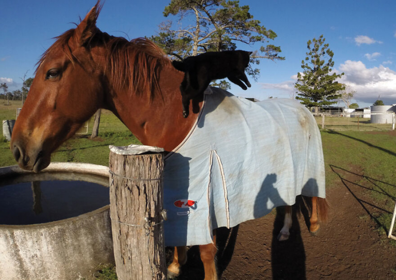 16 photos racontant la belle histoire d'un chat et d'un cheval ...