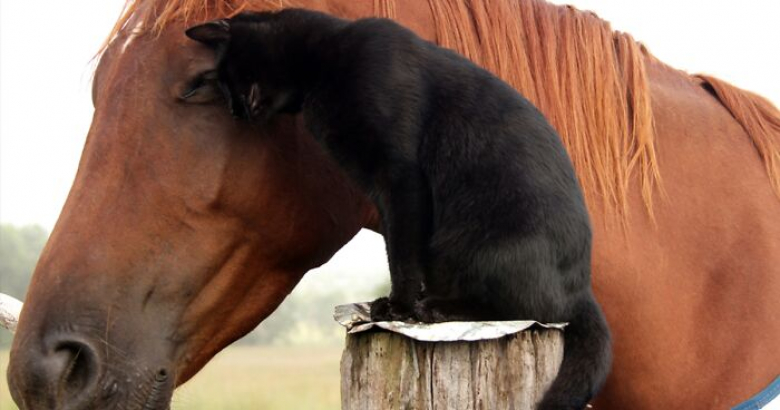 16 photos racontant la belle histoire d'un chat et d'un cheval ...