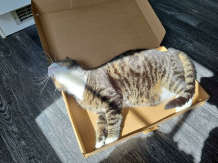 20 photos de chats qui boudent leur panier et choisissent des lieux de ...