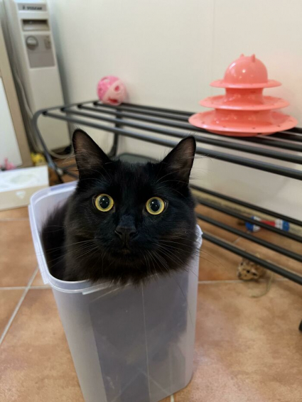 20 photos de chats qui boudent leur panier et choisissent des lieux de ...