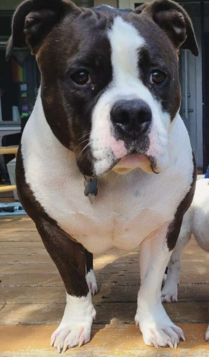 Remi, le chien nerveux qui est devenu un grand frère attentionné pour ...