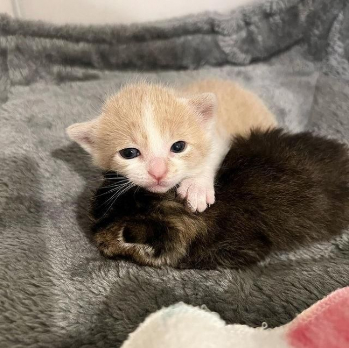 Un jeune chaton incite sa maman à adopter un autre chaton orphelin