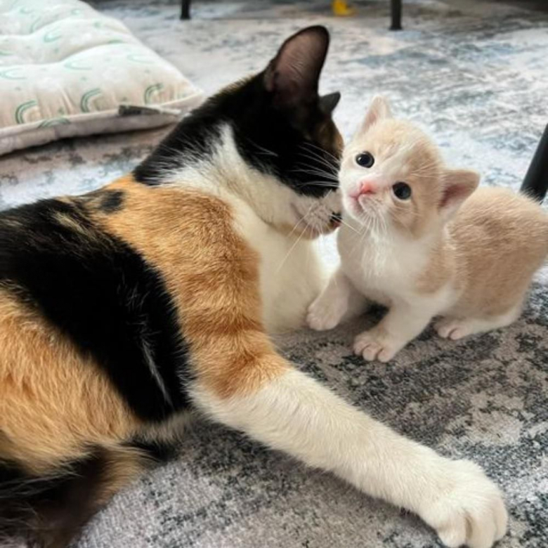 Un jeune chaton incite sa maman à adopter un autre chaton orphelin