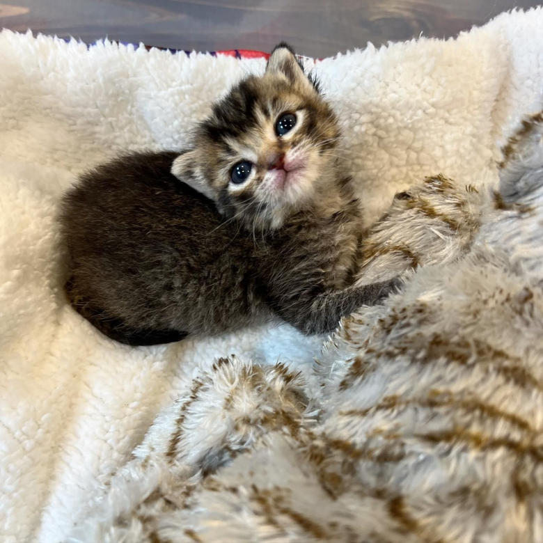 Un jeune chaton incite sa maman à adopter un autre chaton orphelin