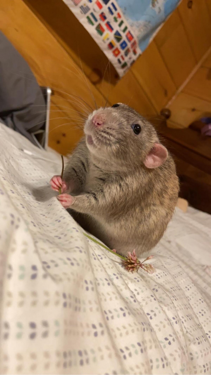 20 photos de rats de compagnie qui nous surprennent par leur tendresse ...